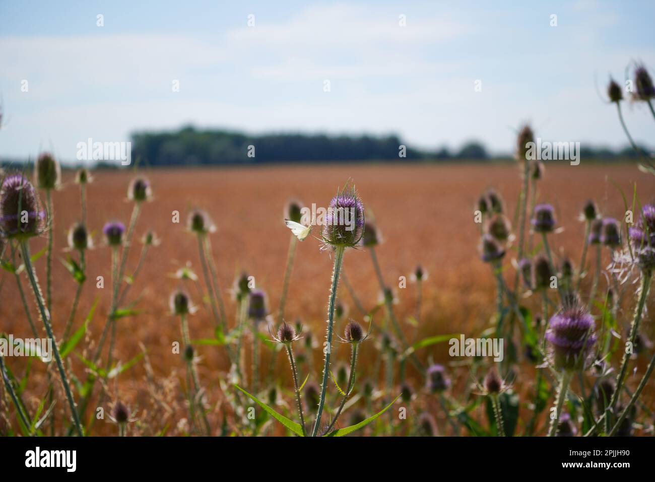 Summer meadow with many insects bees butterflies bumblebee that are ...