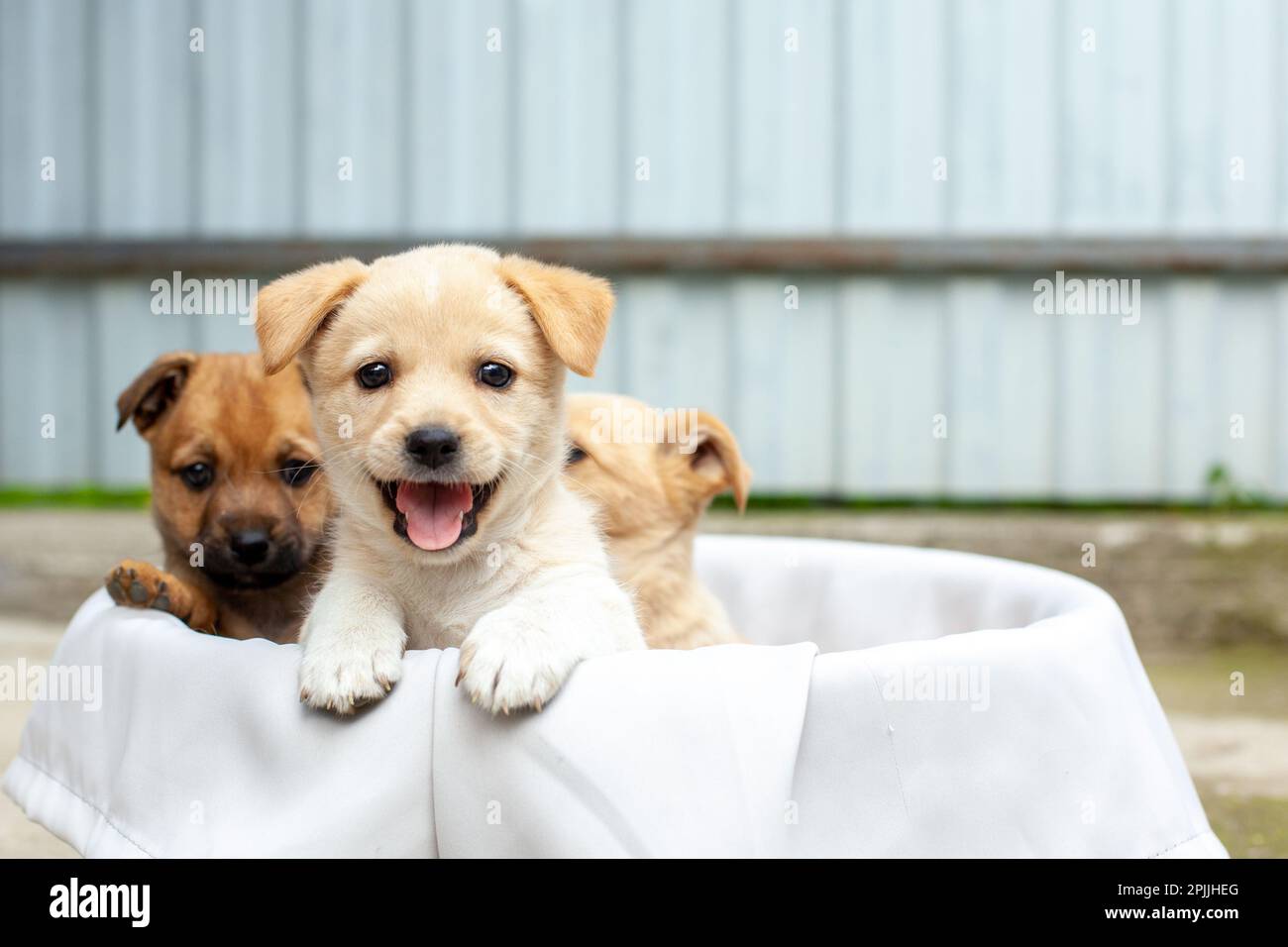 small cute dogs in the yard Stock Photo - Alamy