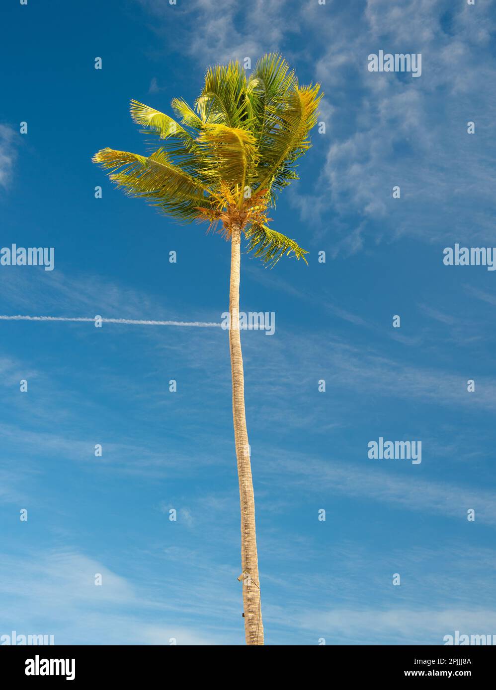 long tropical palm tree with leaves. tropical palm tree on sky ...