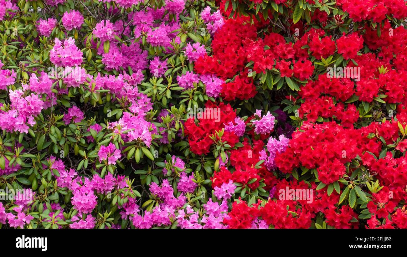 azalea flower background. azalea flower outdoor. bright azalea flower ...