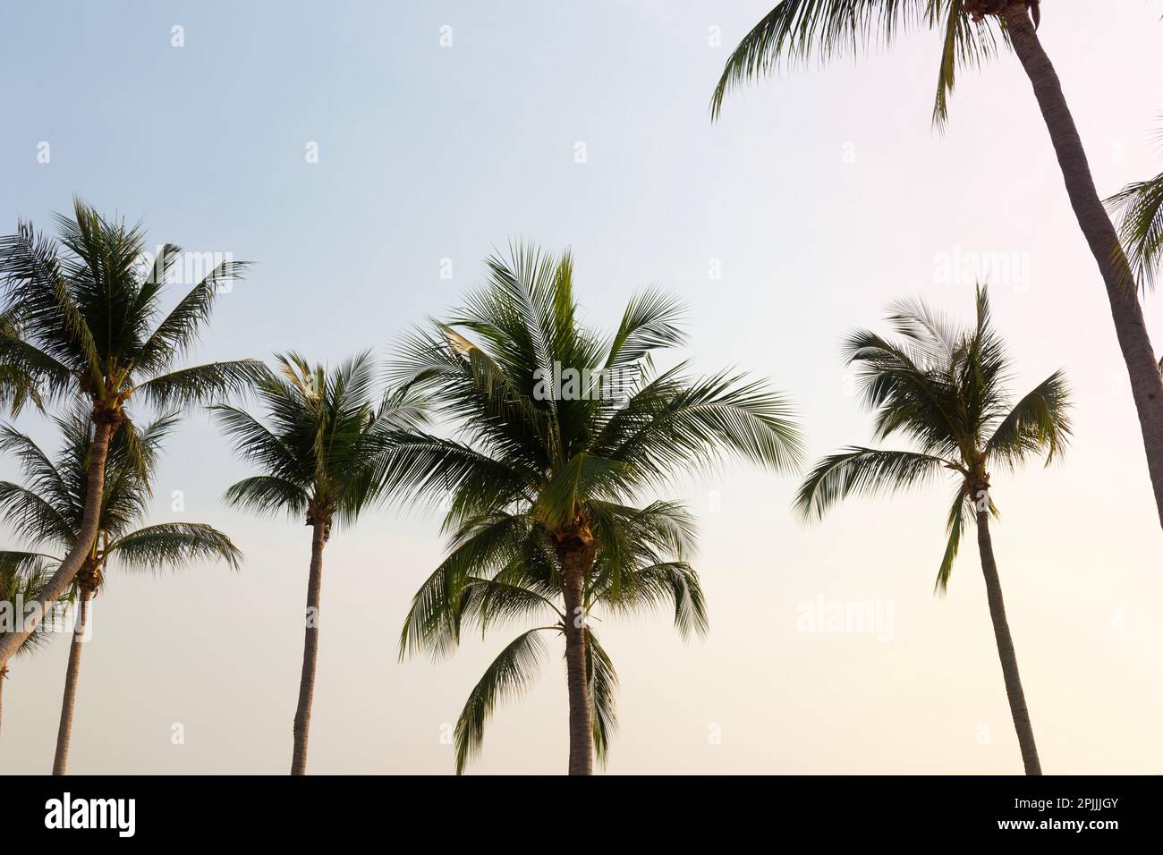 Coconut Palm Trees Bottom Up View Stock Photo - Alamy