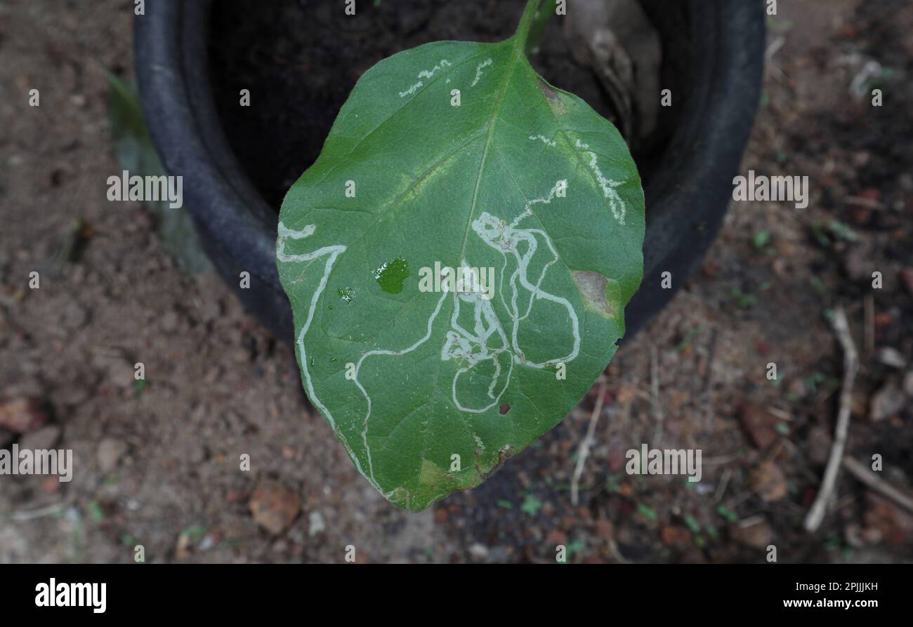 Overhead leaf texture view of an Eggplant (Solanum Melongena) leaf ...
