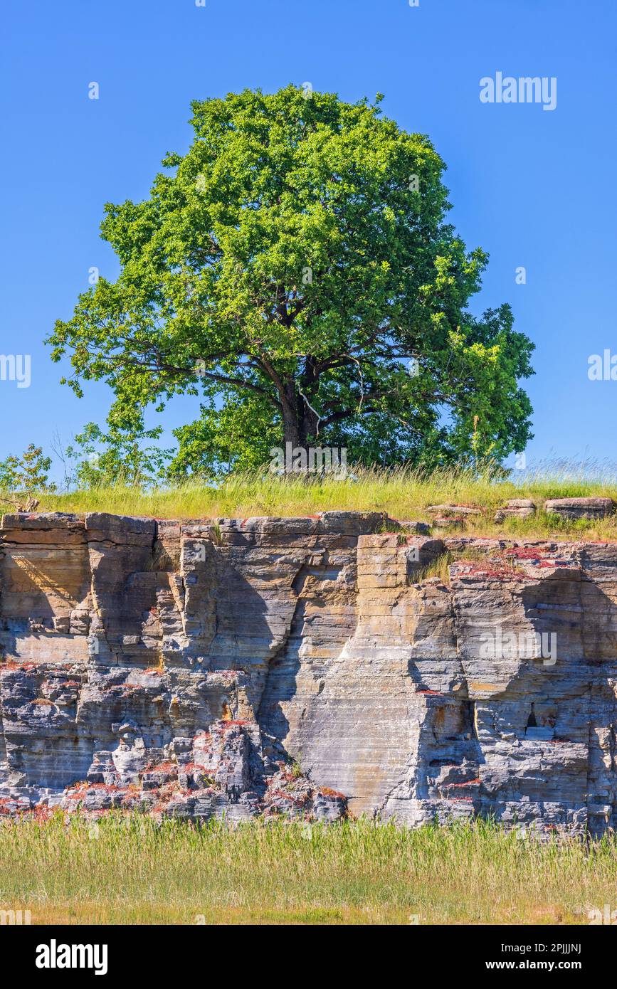 Lush green single tree by an old abandoned quarry Stock Photo - Alamy
