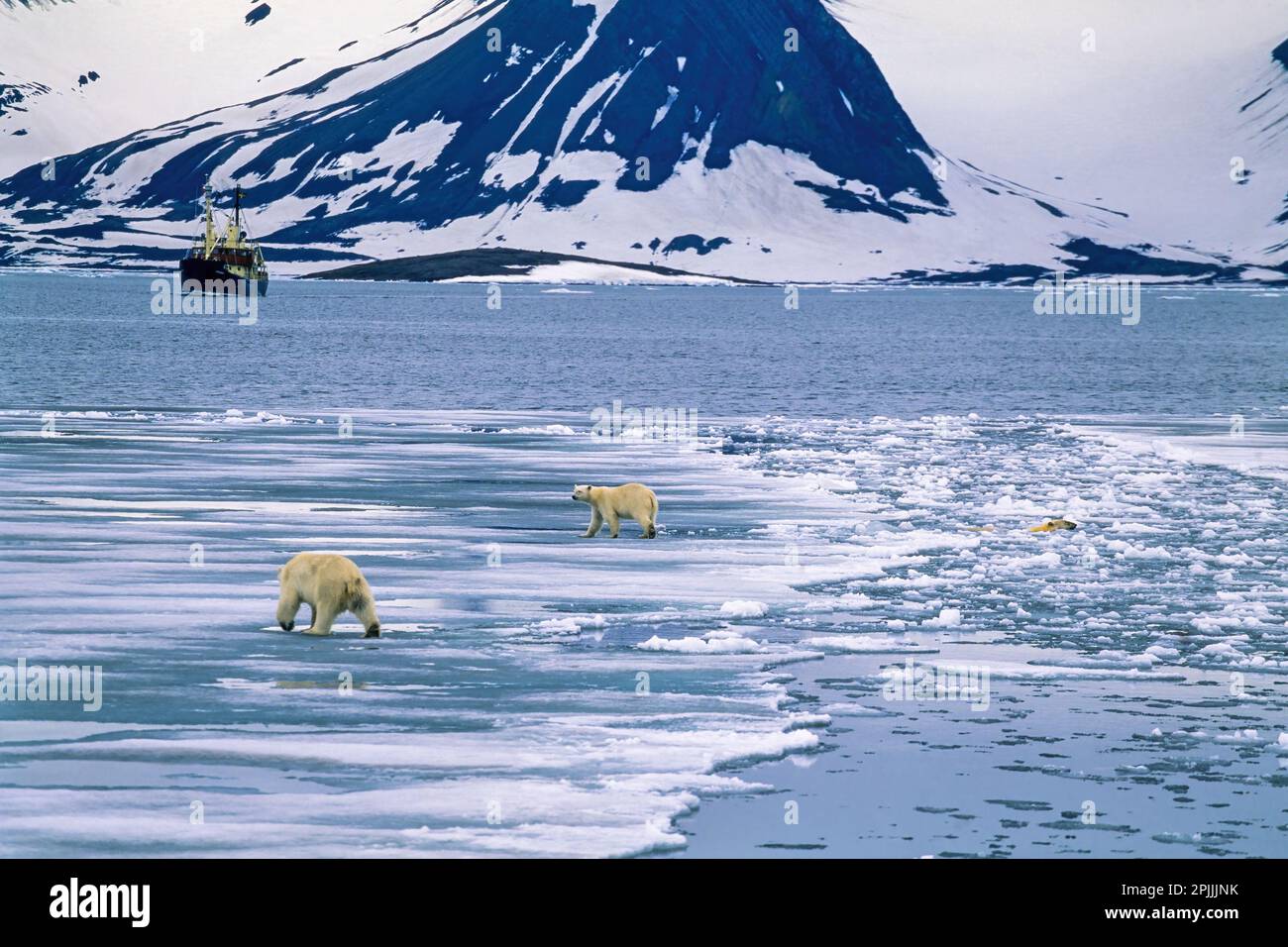 Polar bears on the ice in a fjord on Svalbard with a ship Stock Photo ...