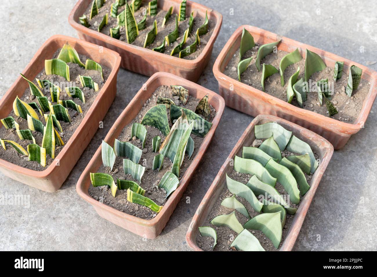 Sansevieria plants propagation from leaf cuttings Stock Photo - Alamy