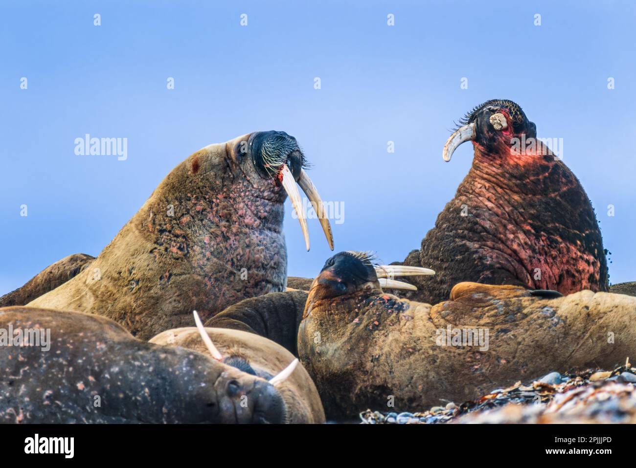 Walrus herd resting on beach hi-res stock photography and images - Alamy