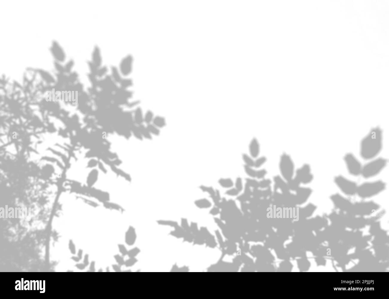 The shadow of the leaves of a tree on a white wall. A tropical tree ...