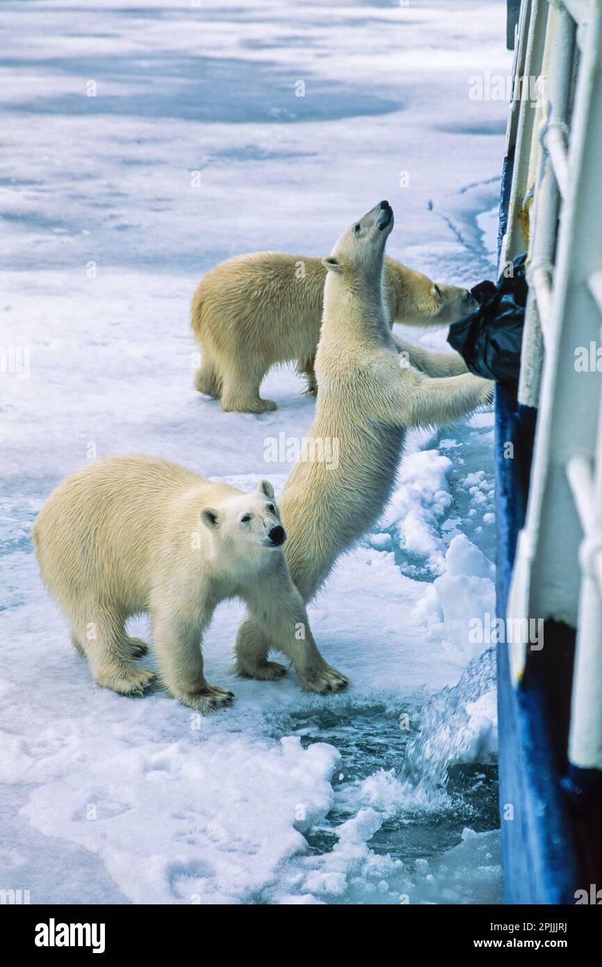 Curious Polar Bears by a ship Stock Photo - Alamy