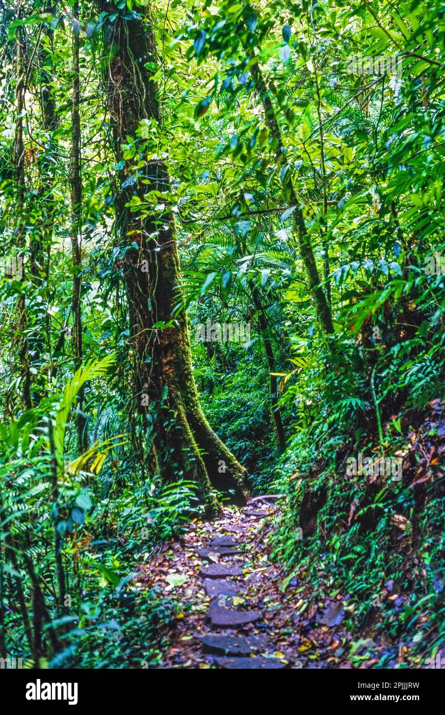 Footpath in a rainforest with lush foliage Stock Photo - Alamy