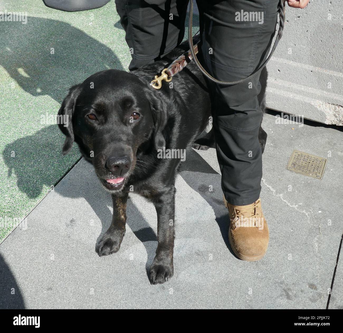 Los Angeles, California, USA 1st April 2023 K9 Dog at Special Screening ...