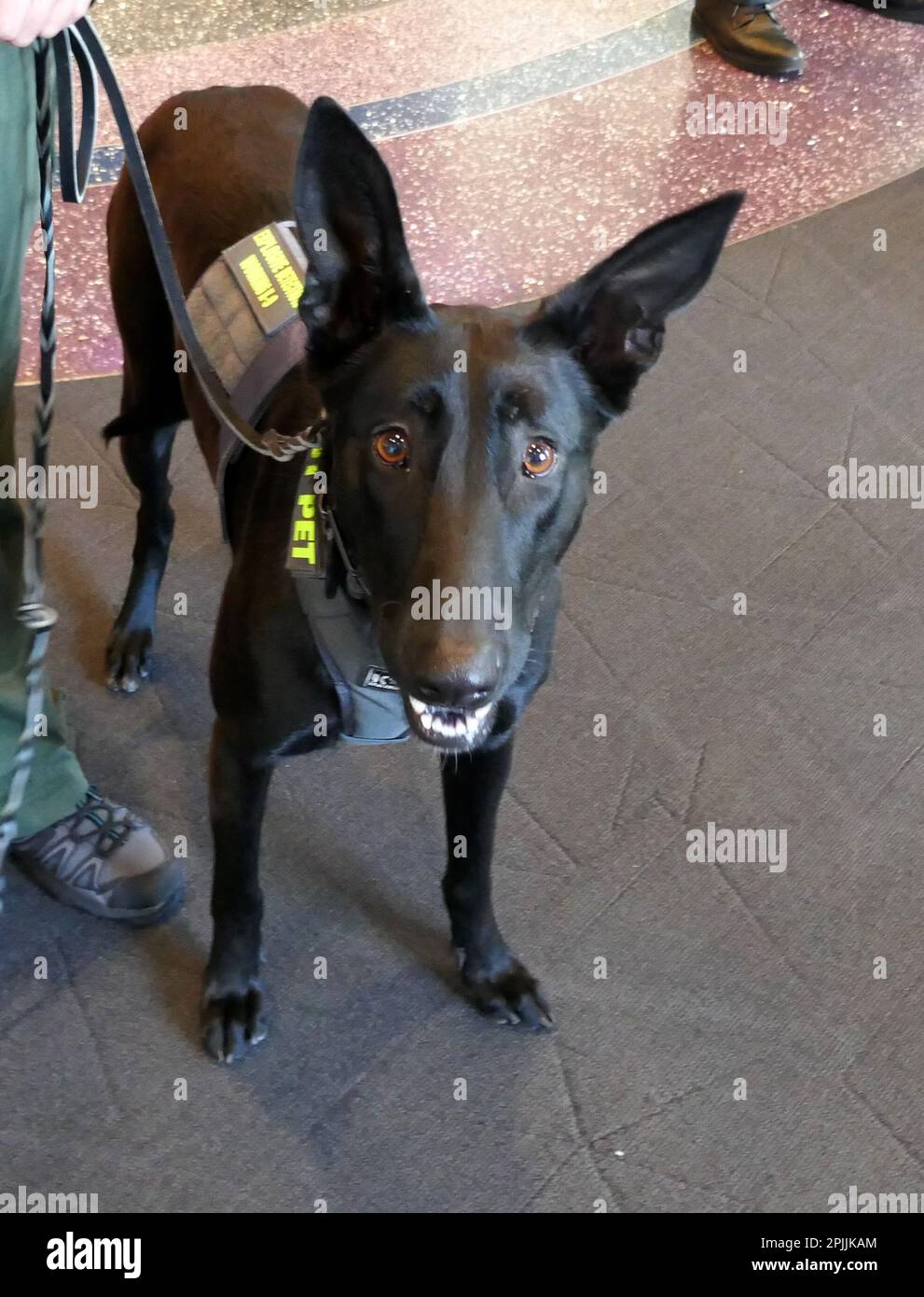 Super k9 hi-res stock photography and images - Alamy