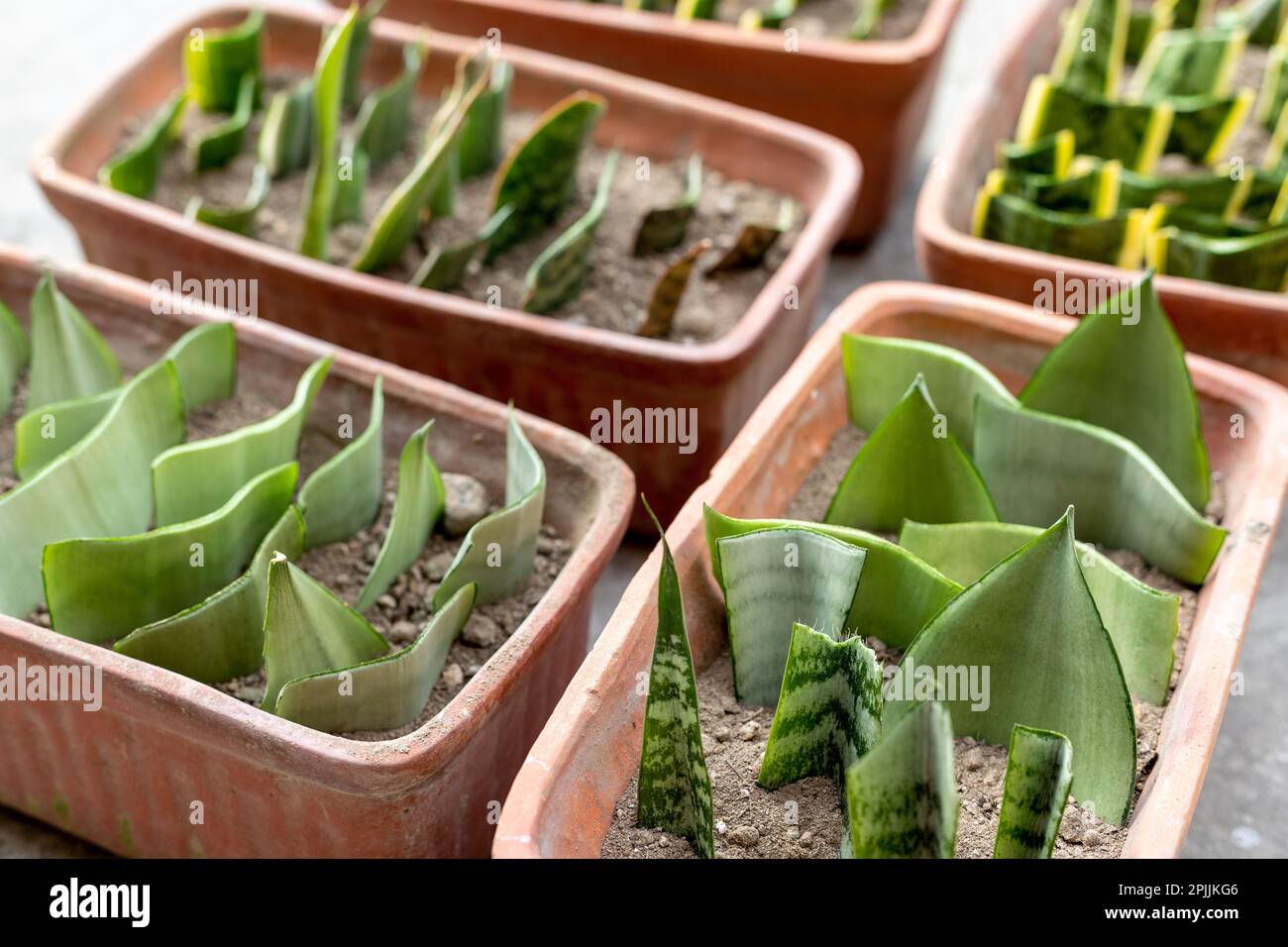 Propagation of mix snake plants from leaf cuttings Stock Photo - Alamy