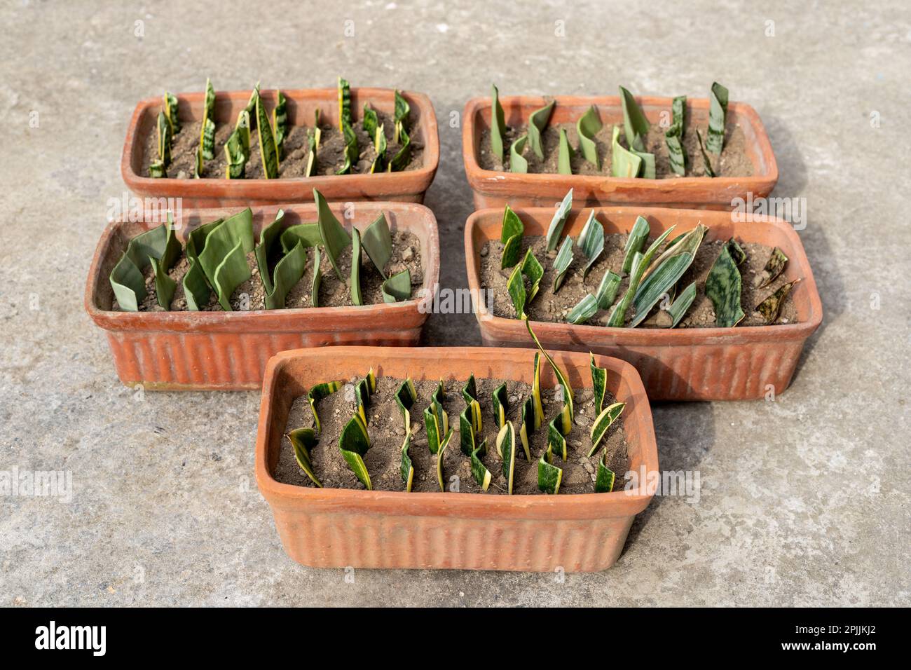 Snake plants mix varieties propagation by leaf cuttings Stock Photo - Alamy