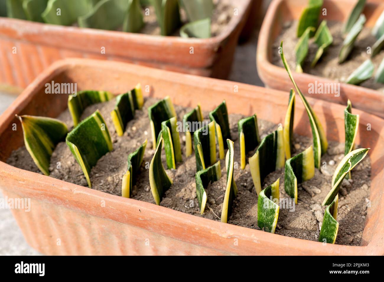 Sanseveria trifasciata leaf cuttings in a pot. selective focus with ...