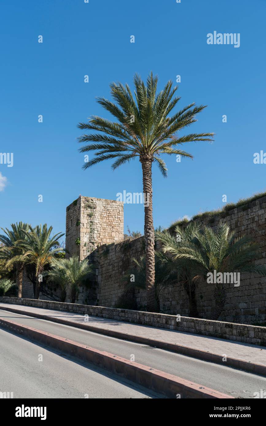 Palm trees outside old building Byblos Lebanon Middle East Stock Photo ...
