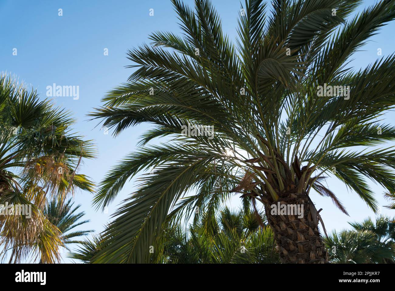 Palm trees Byblos Lebanon Middle East Stock Photo - Alamy