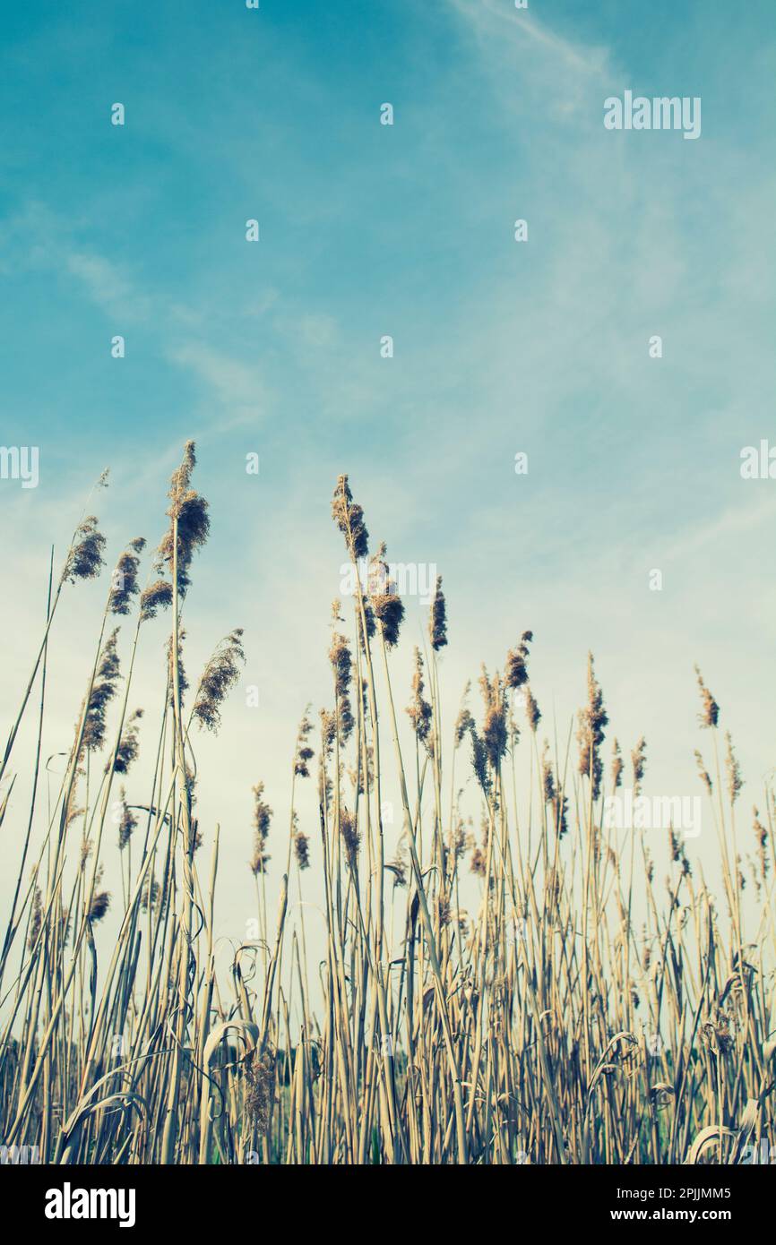 Long dry plants Stock Photo - Alamy