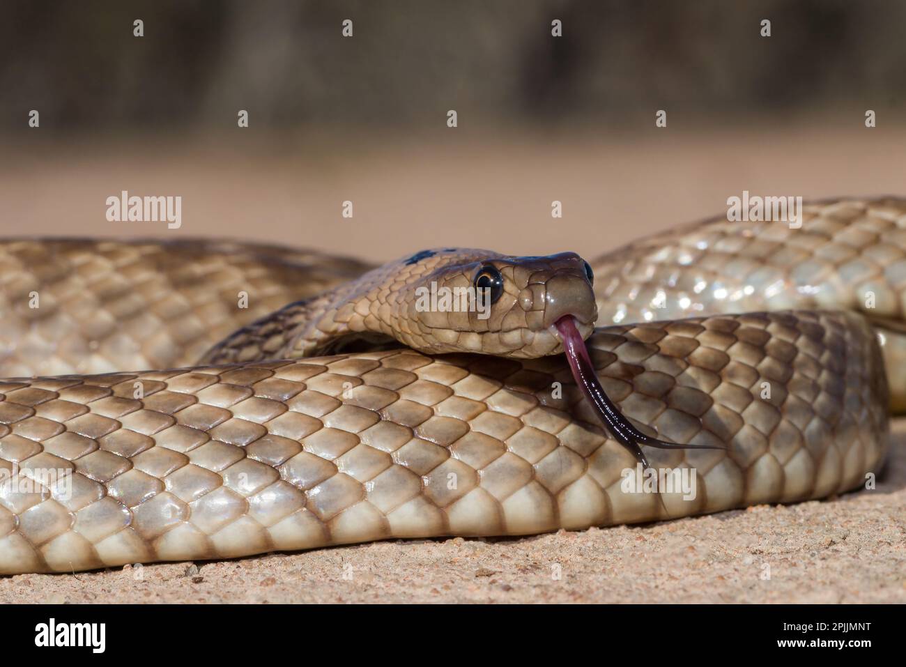 Highly venomous Strap-snouted Brown Snake Stock Photo - Alamy