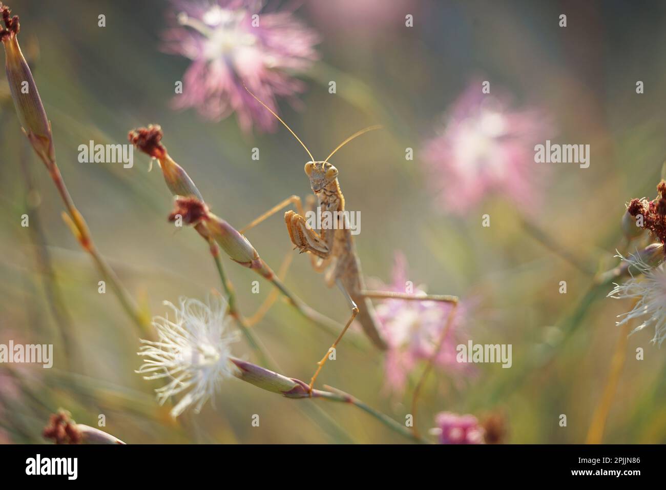 A greece praying mantises mantis on a sunny day in a meadow near by a ...