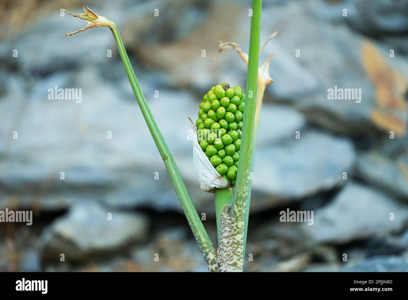withered stinking flower Dracunculus vulgaris seeds green on the greek ...