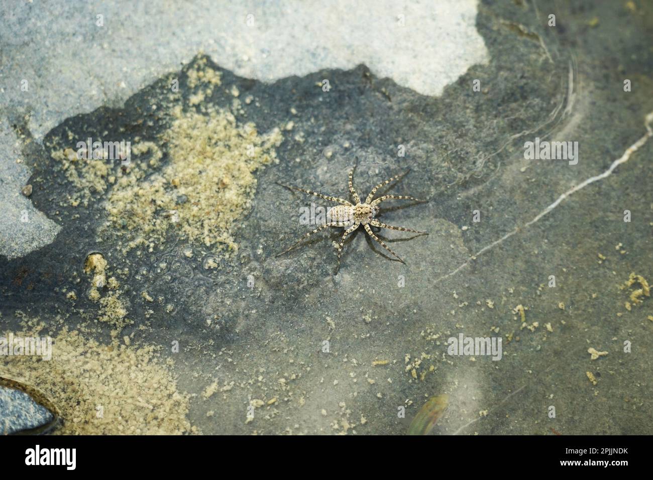 Spider is drinking Water Riverbank Greece Rhodes, Spinne trinkt Wasser ...