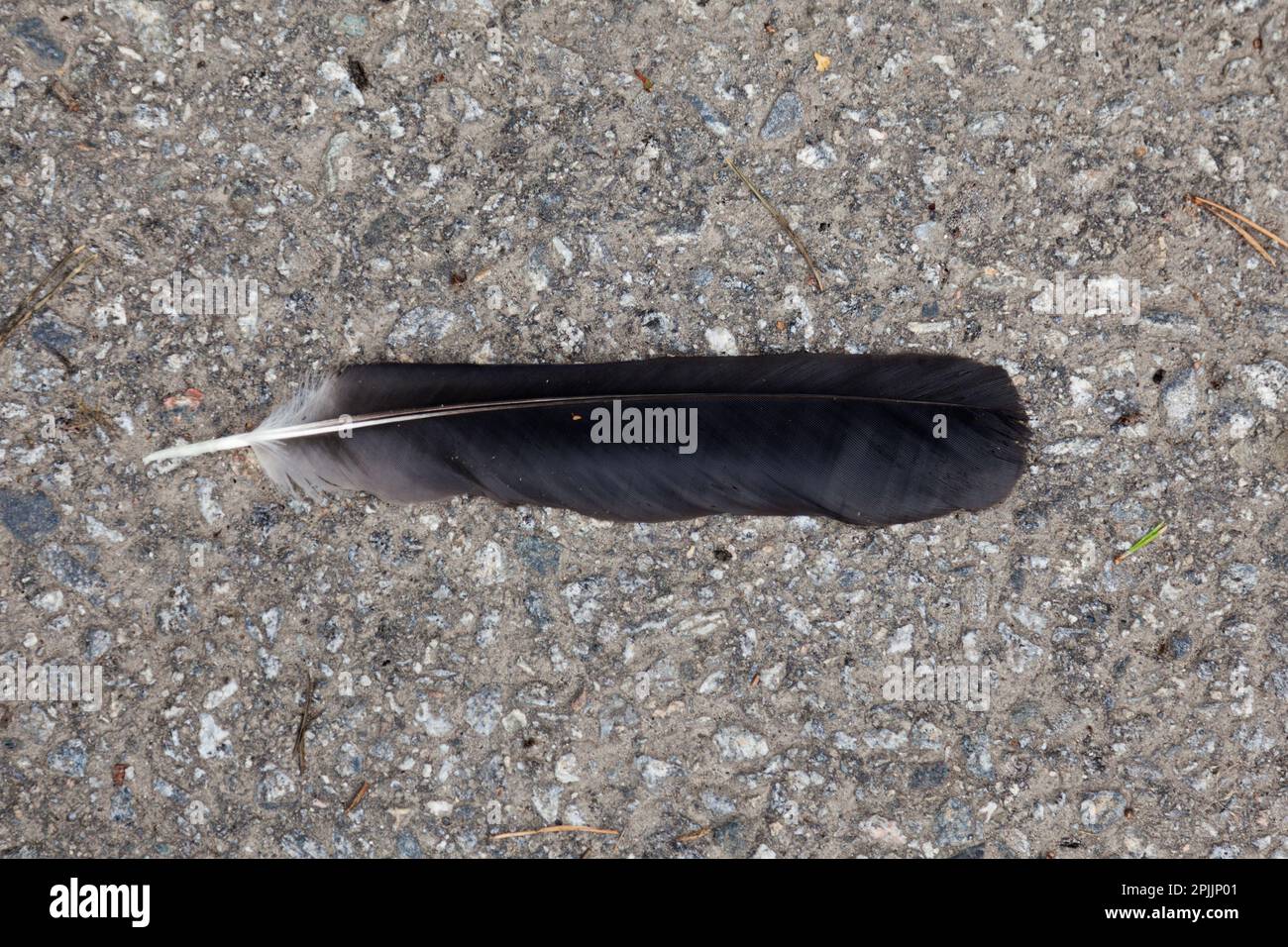 Dropped feather hi-res stock photography and images - Alamy