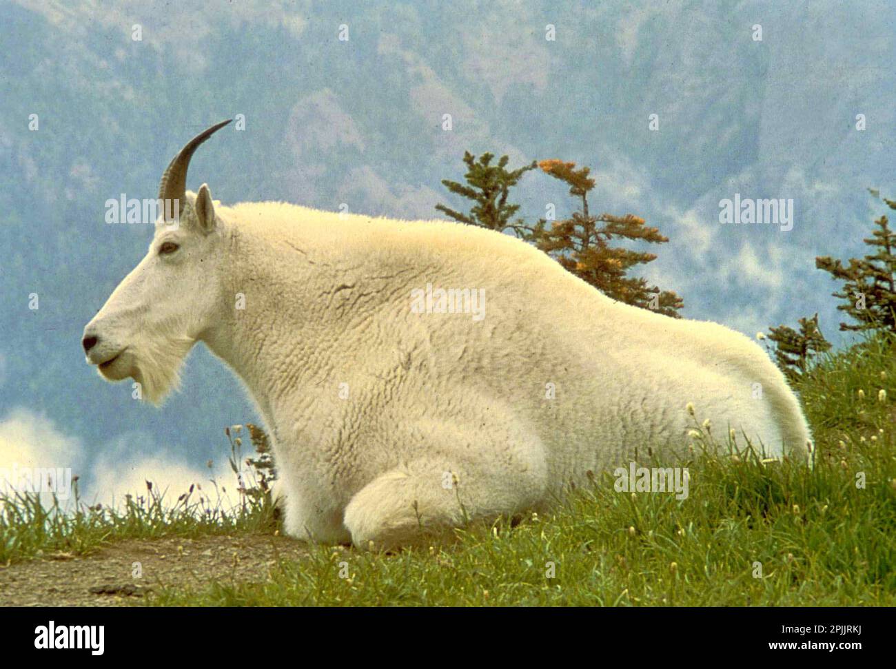 Male Mountain Goat - Oreamnos americanus Stock Photo - Alamy