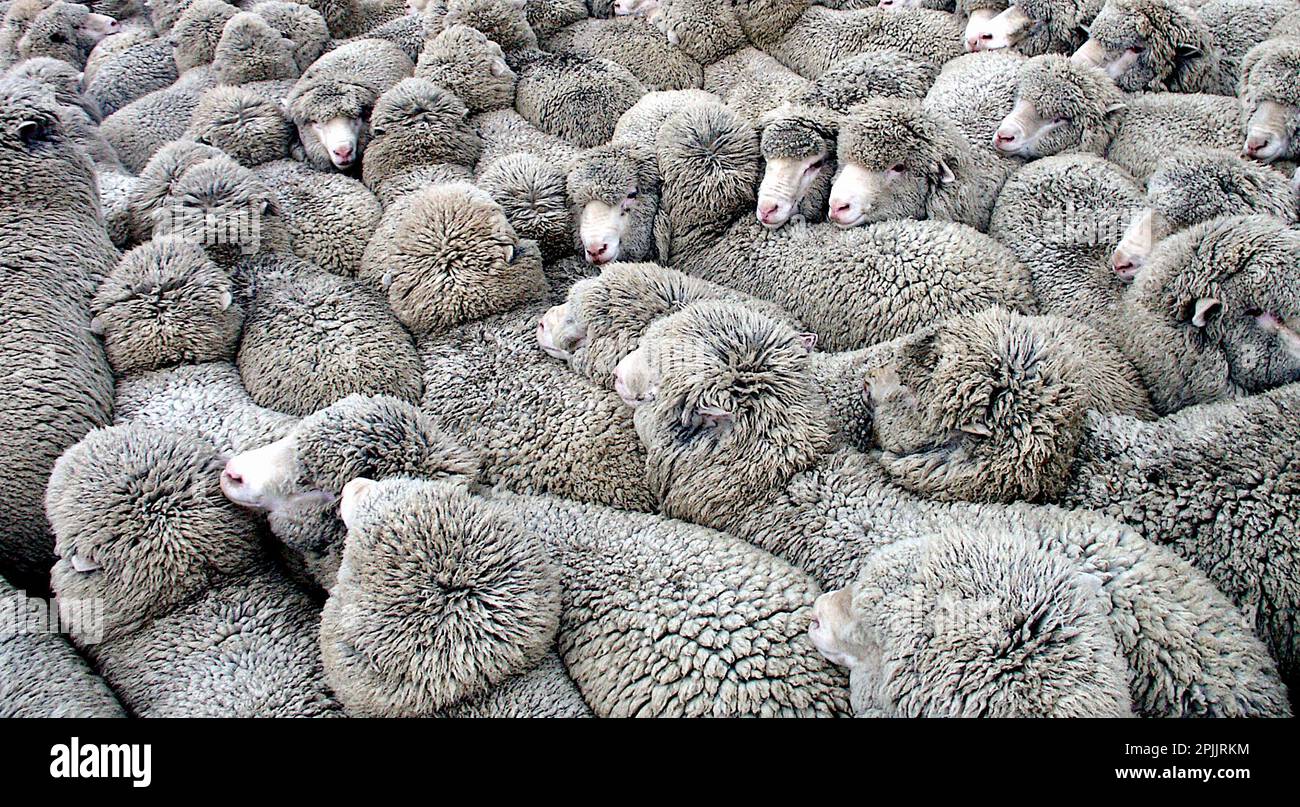 Sheep photo art hi-res stock photography and images - Alamy