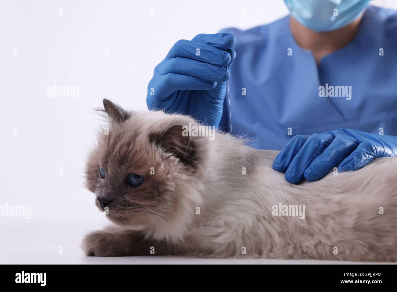 Veterinary holding acupuncture needle near cat's neck on white ...