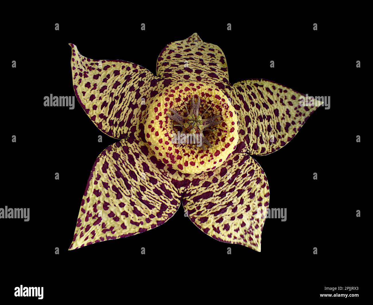 Orbea lepida - Stapelia lepida - Carrion Flower - Cactus on black ...