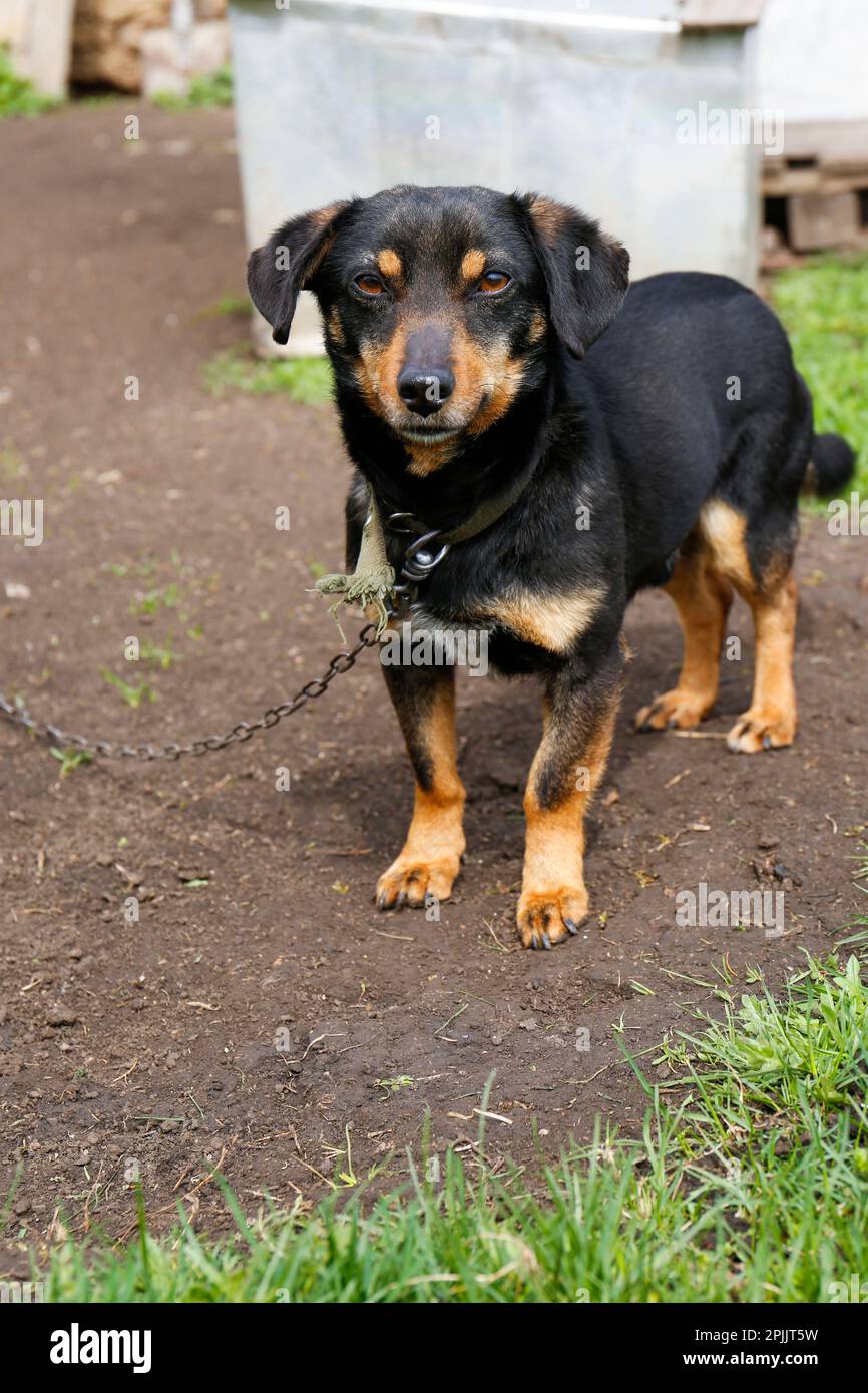 Adorable black dog on chain in village Stock Photo - Alamy