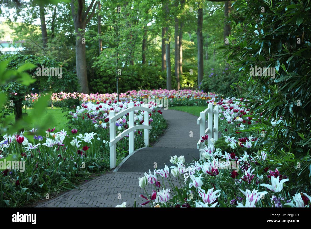 Park with beautiful flowers and bridge over canal. Spring season Stock ...