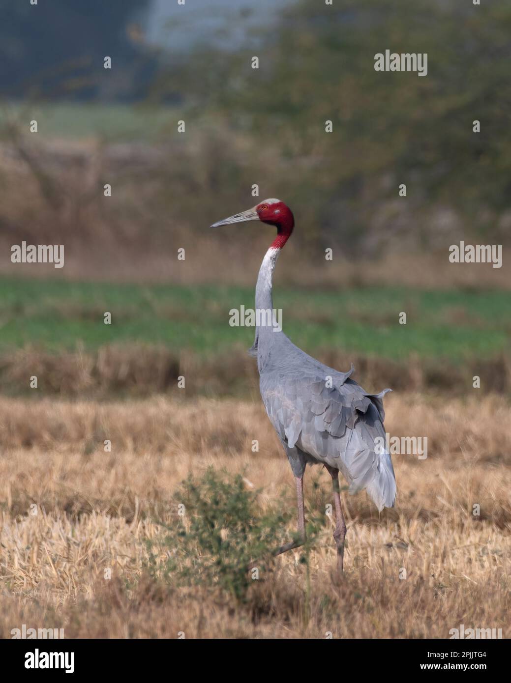 Sarus crane (Antigone antigone), a large nonmigratory crane and tallest ...