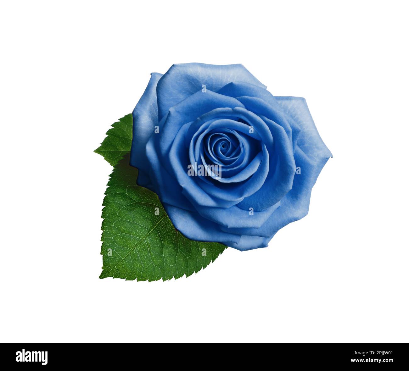 Beautiful blooming light blue rose on white background Stock Photo - Alamy