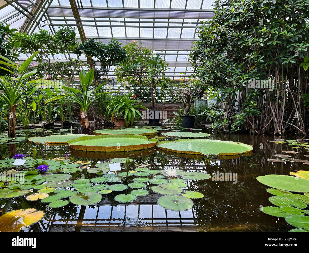 Pond with beautiful waterlily plants in greenhouse Stock Photo - Alamy