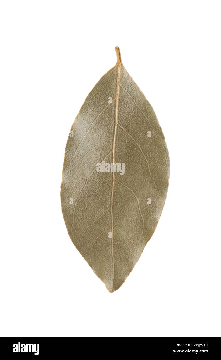 One aromatic bay leaf isolated on white Stock Photo - Alamy