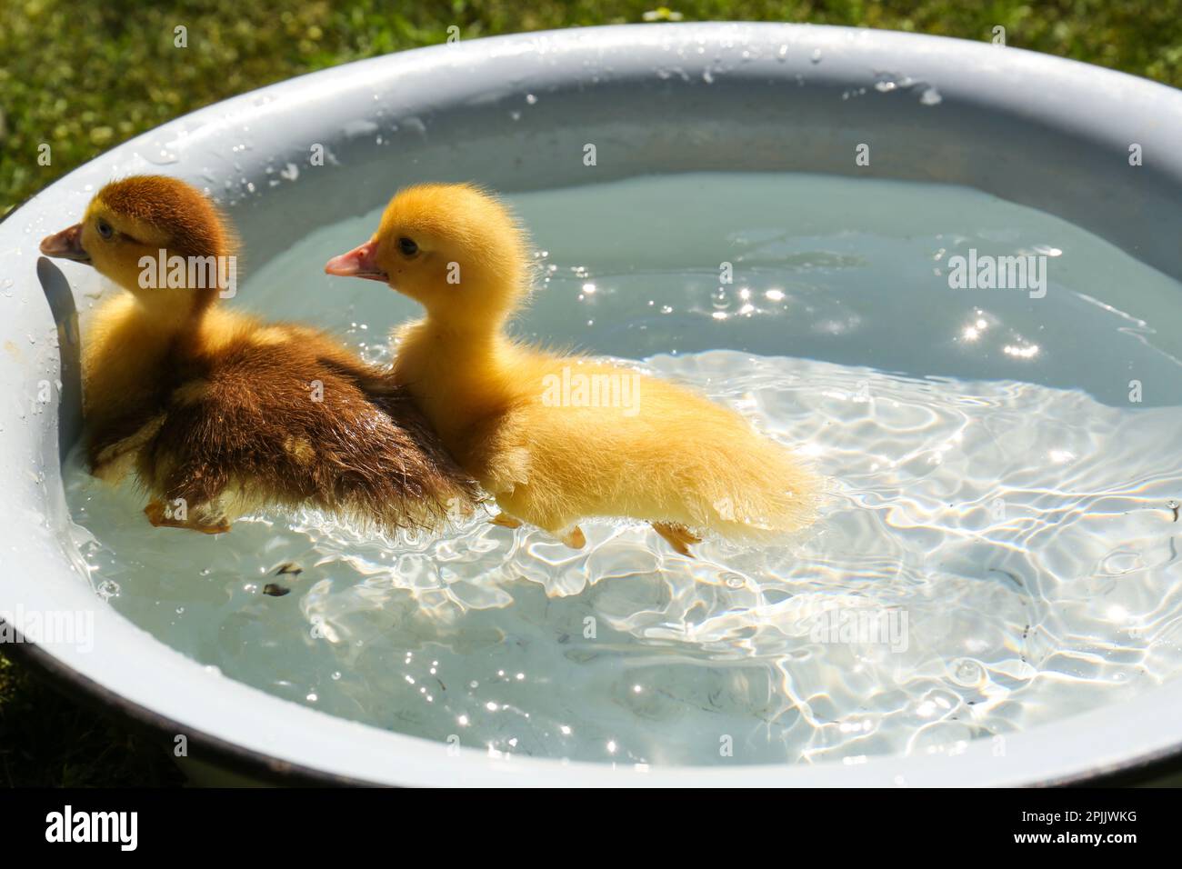 Cute fluffy ducklings swimming in metal basin outdoors Stock Photo - Alamy