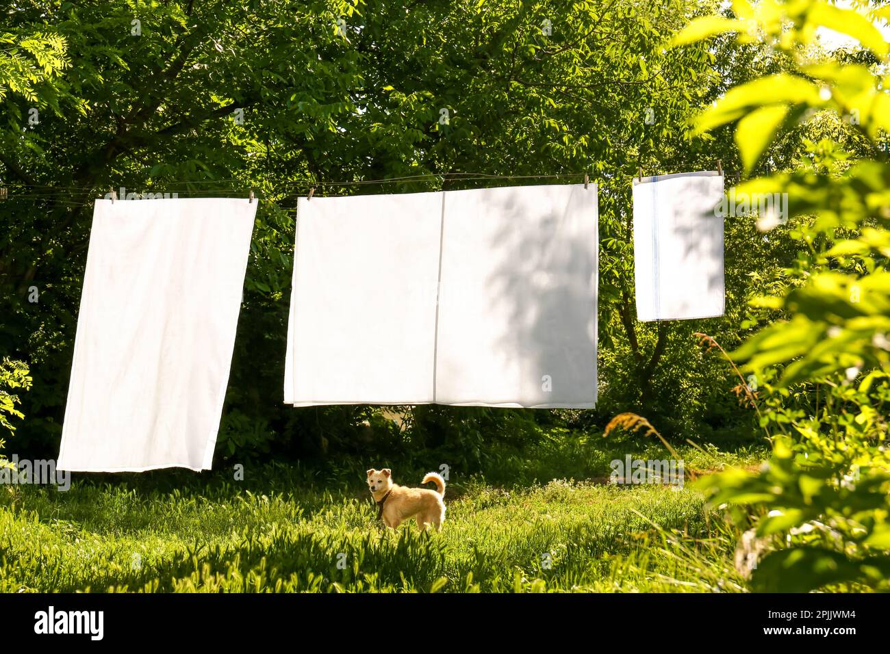 Washing line with clean laundry and clothespins outdoors Stock Photo ...