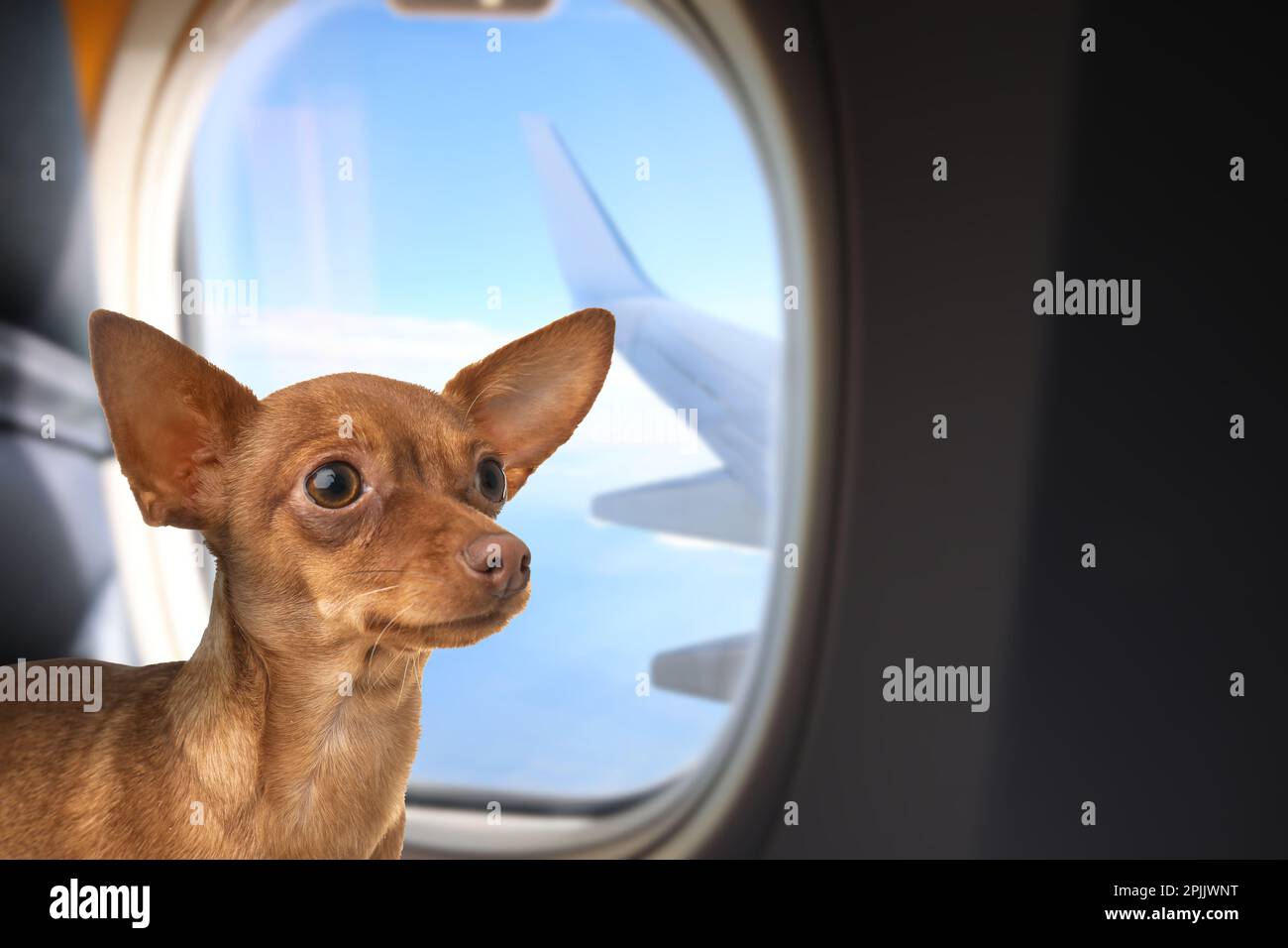 Travelling with pet. Cute toy terrier dog near window in airplane Stock ...