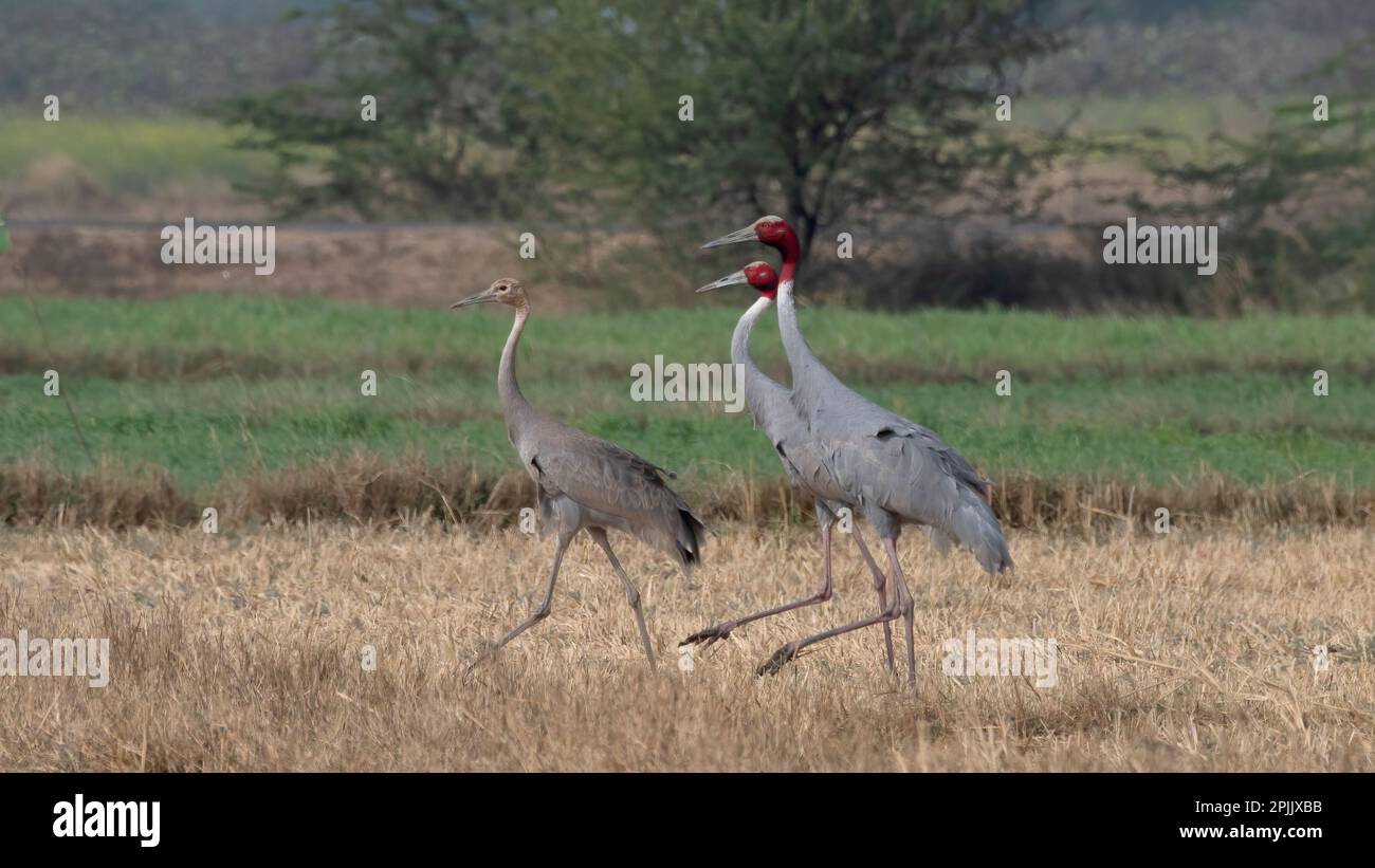 Sarus crane (Antigone antigone), a large nonmigratory crane and tallest ...