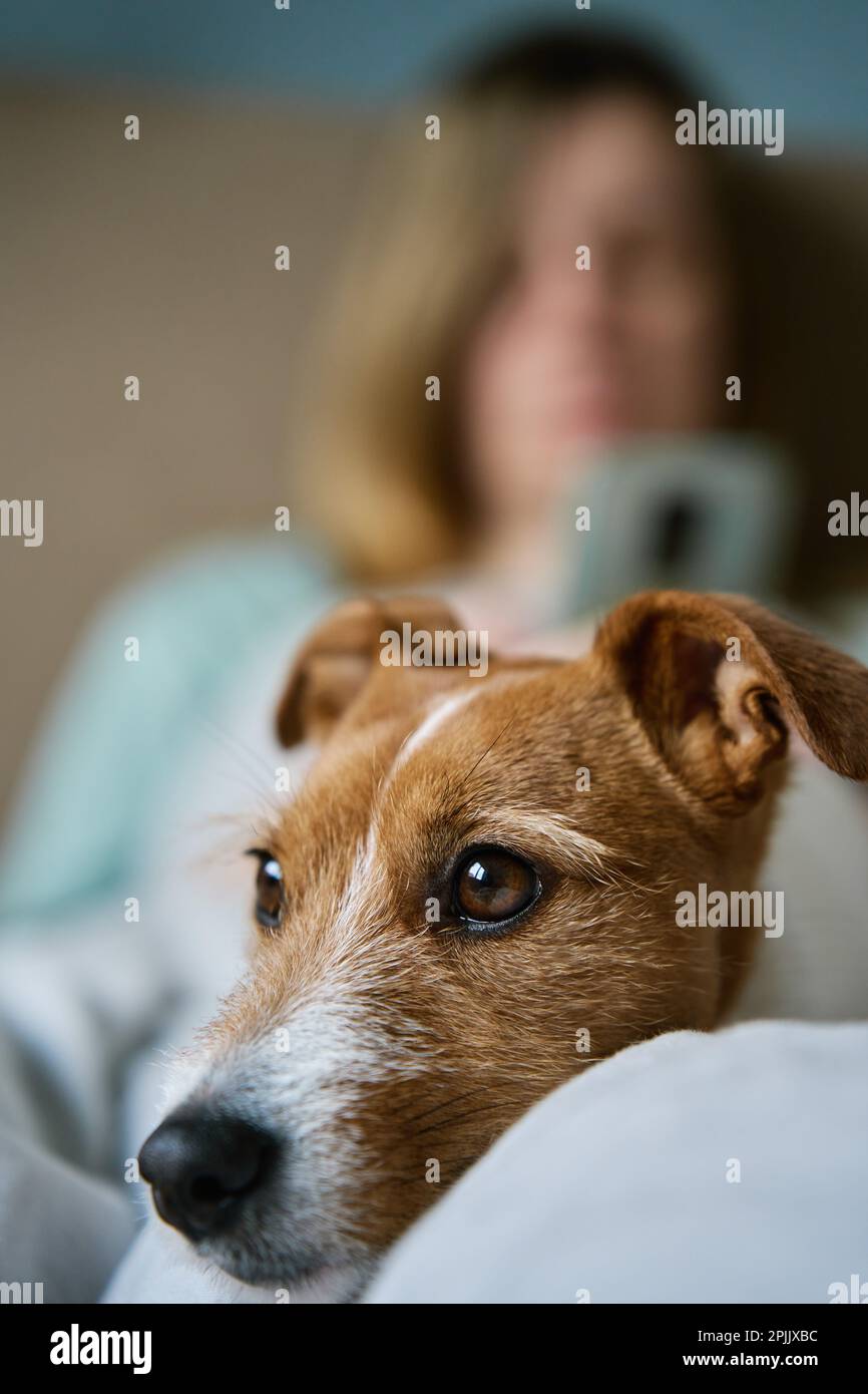 Woman with cute dog chilling in bed at morning and use smartphone, lazy ...