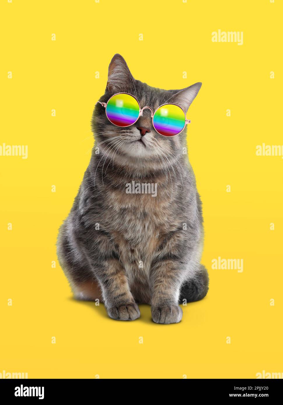 Funny cat in stylish sunglasses with rainbow lenses on yellow ...