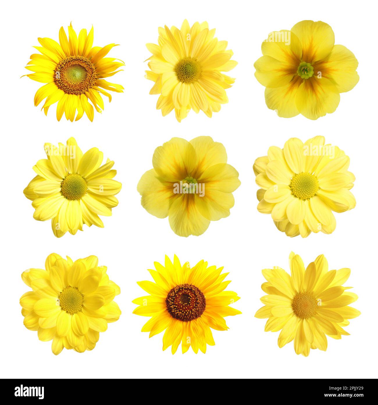 Set different yellow flowers hi-res stock photography and images - Alamy
