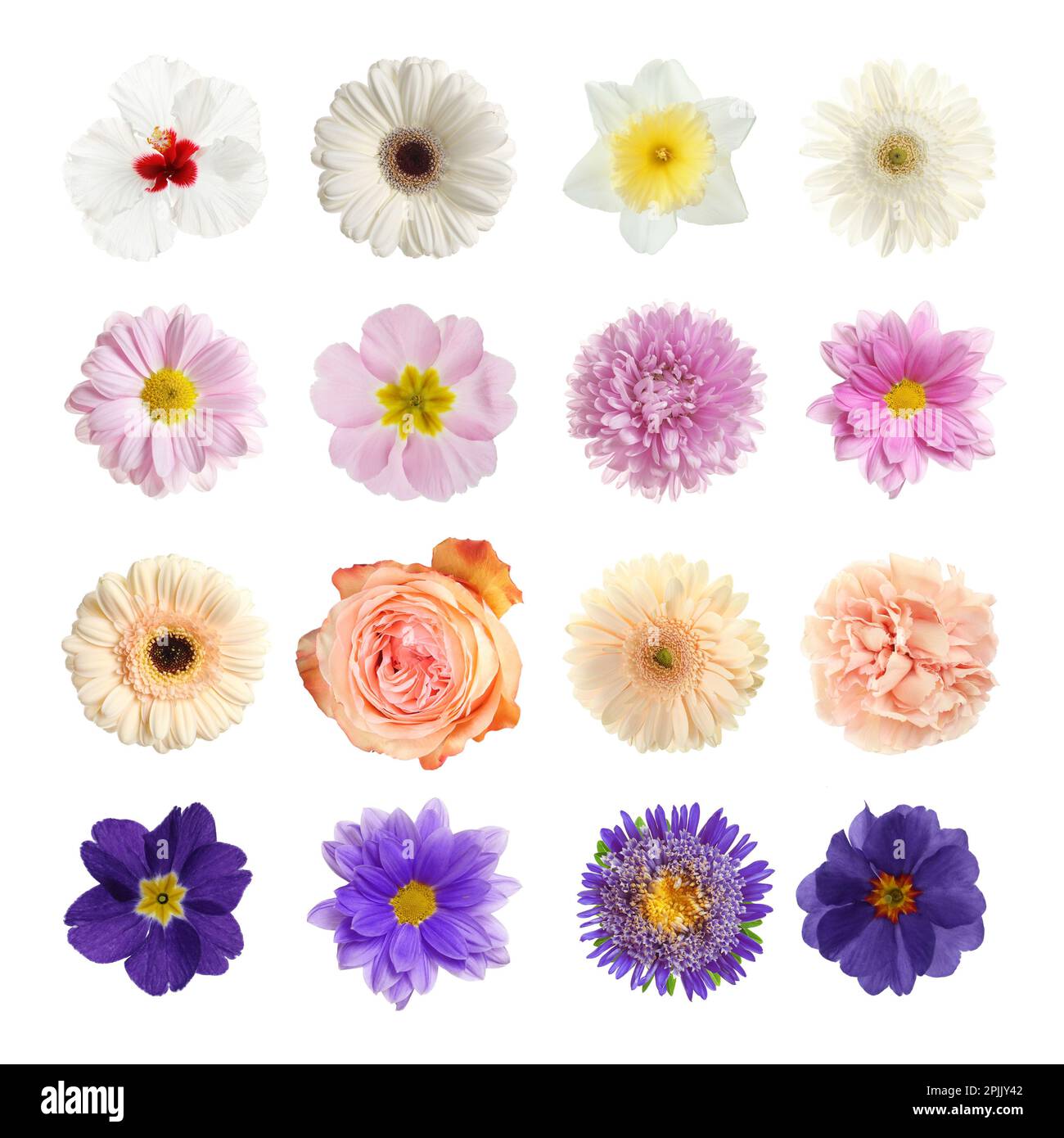 Set with different beautiful flowers on white background Stock Photo ...