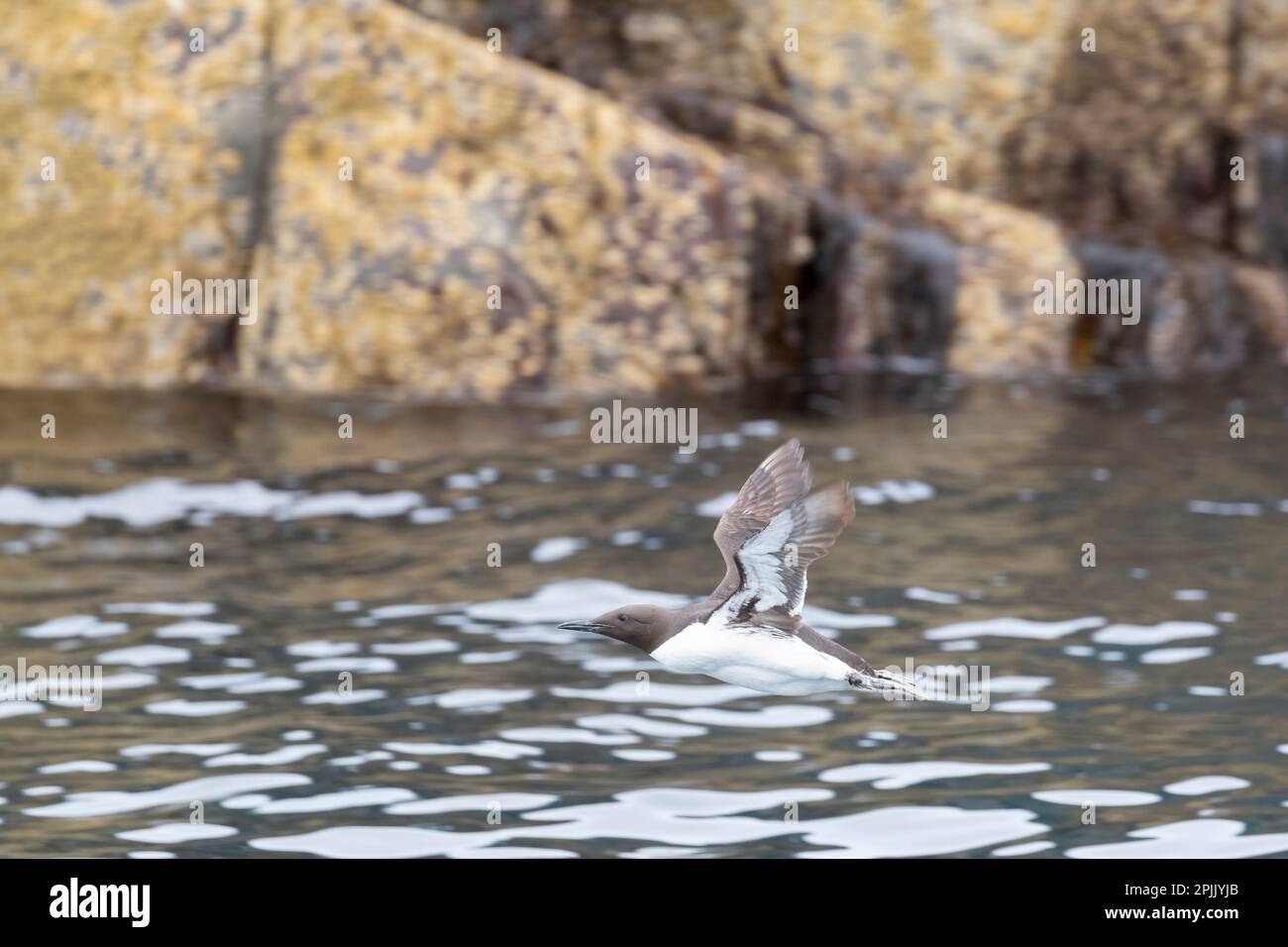 The common murre or common guillemot (Uria aalge) in flight near the ...