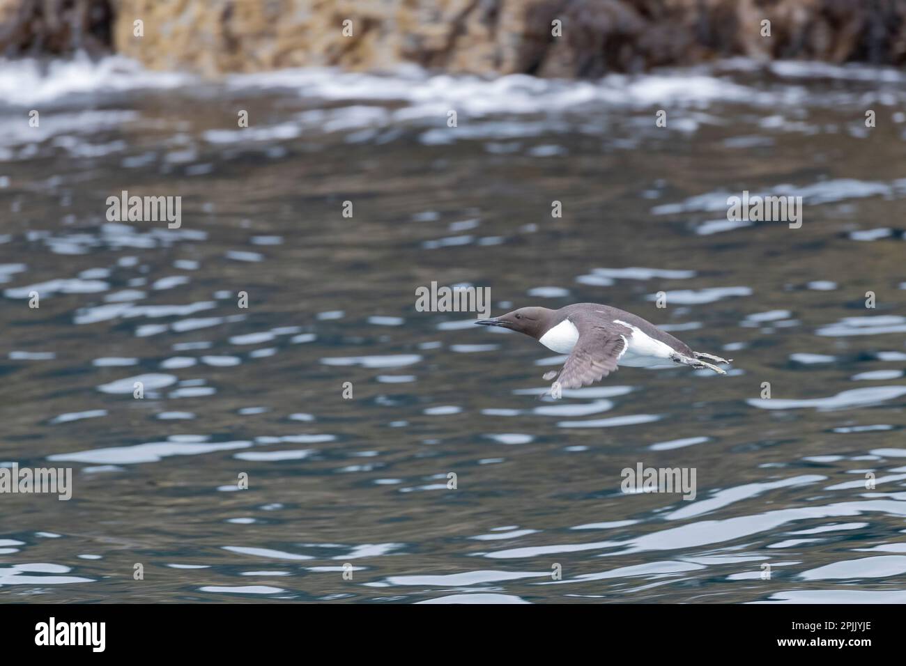 The common murre or common guillemot (Uria aalge) in flight near the ...