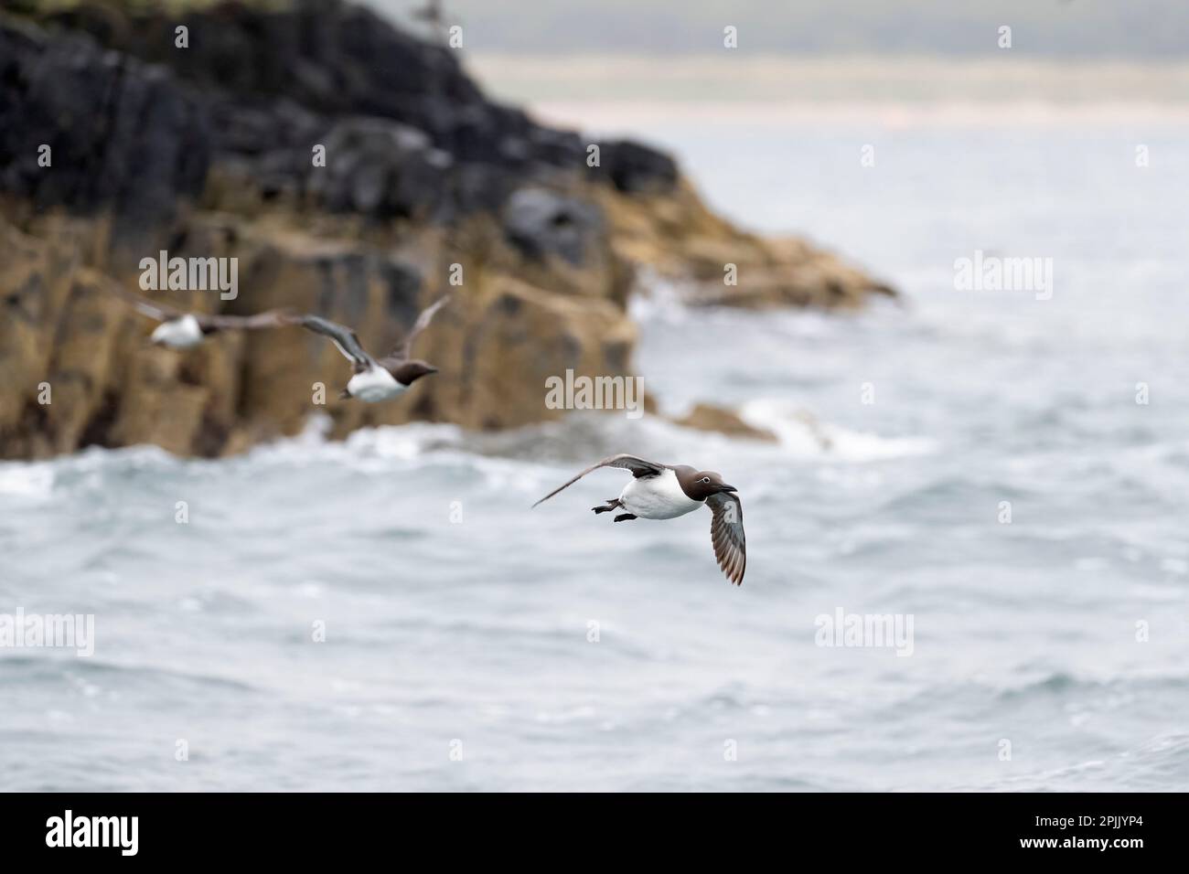 The common murre or common guillemot (Uria aalge) in flight near the ...