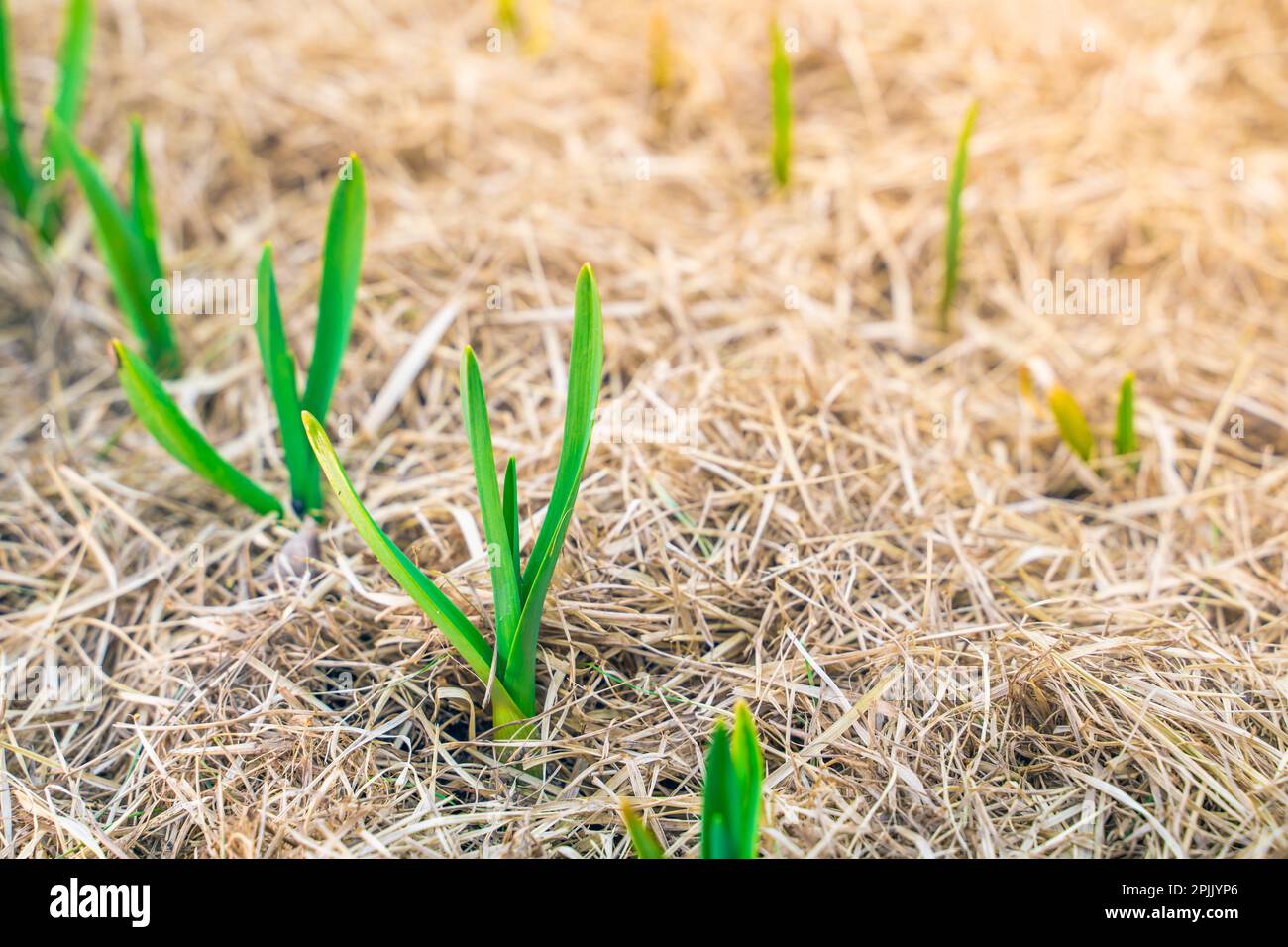 The first garlic sprouts sprouted through the mulch in the garden bed ...