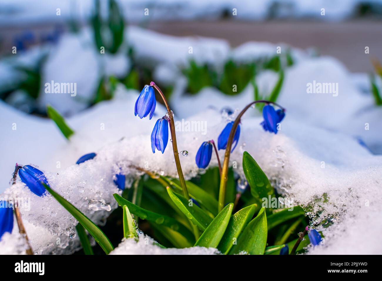 Melting Snow Flower