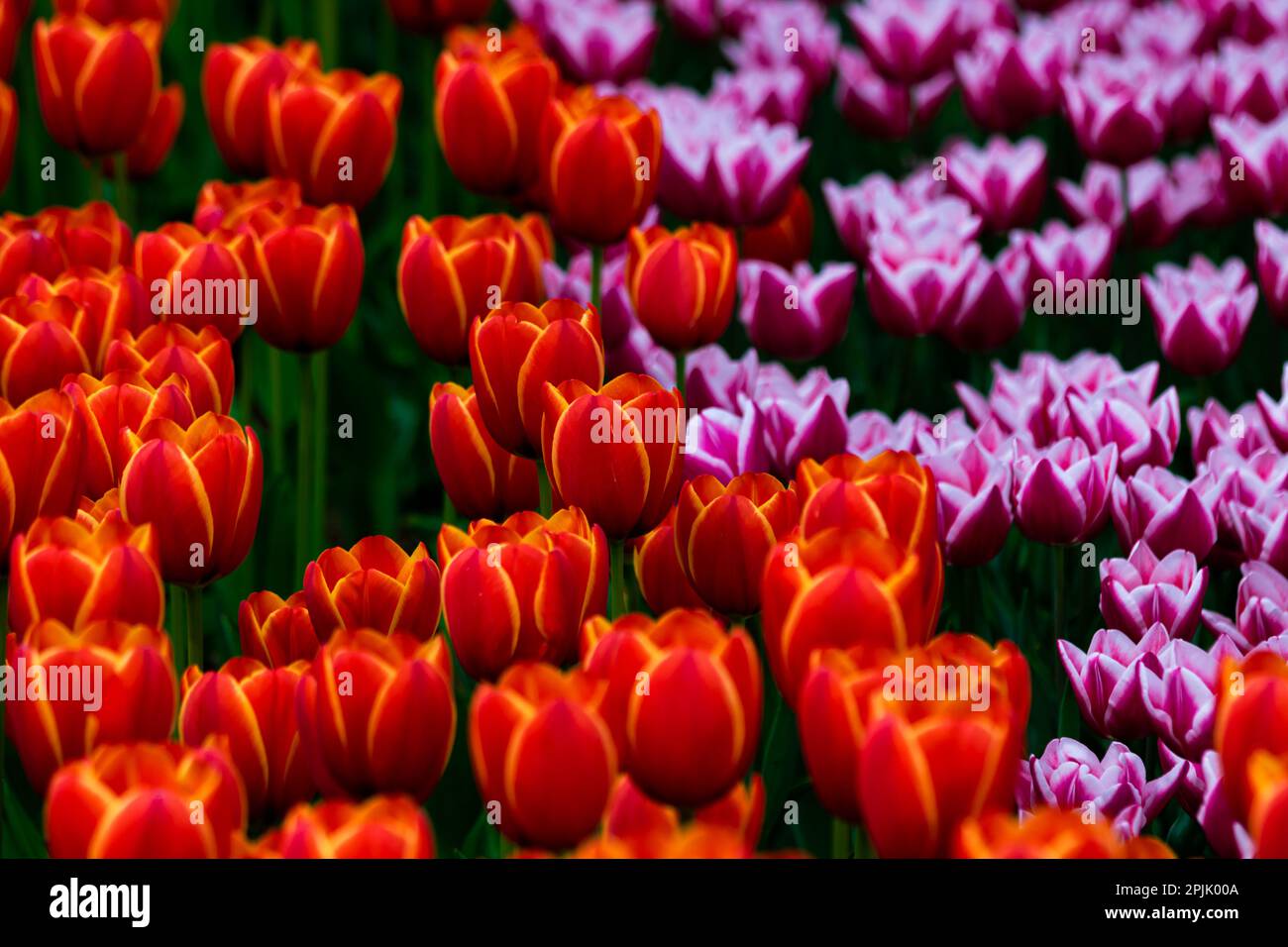 Orange and purple tulips in full frame view. Spring flowers background ...